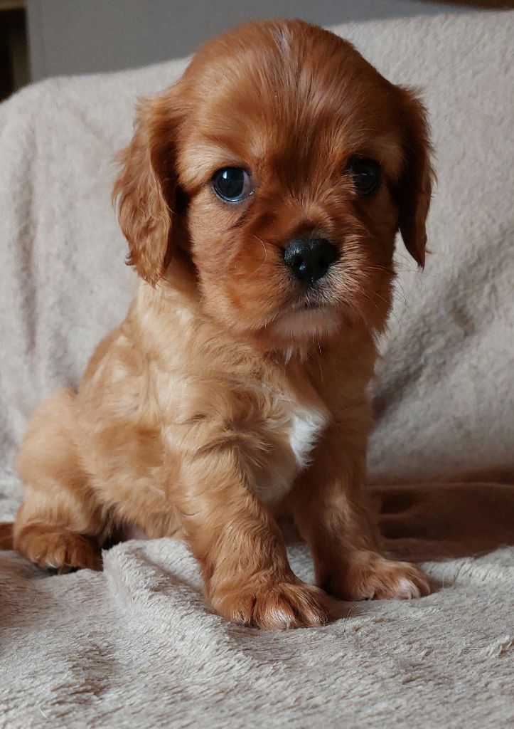 Accueil - Elevage De L'Elite Du Kevezer - eleveur de chiens Cavalier ...